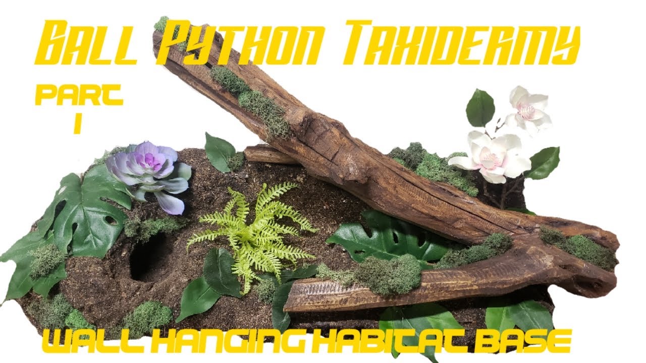 Ball python taxidermy. Part 1: wall hanging habitat base - YouTube