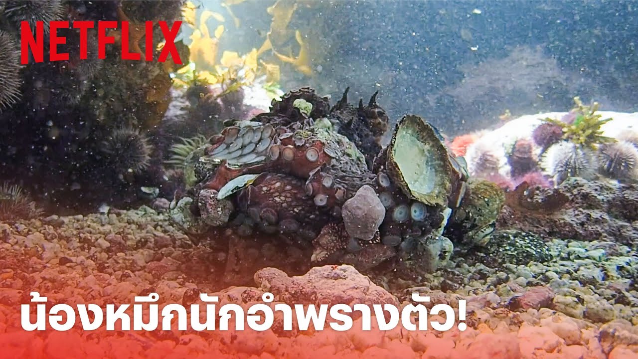 My Octopus Teacher Highlight - ส่องความมหัศจรรย์โลกใต้ทะเล จากสารคดี ...