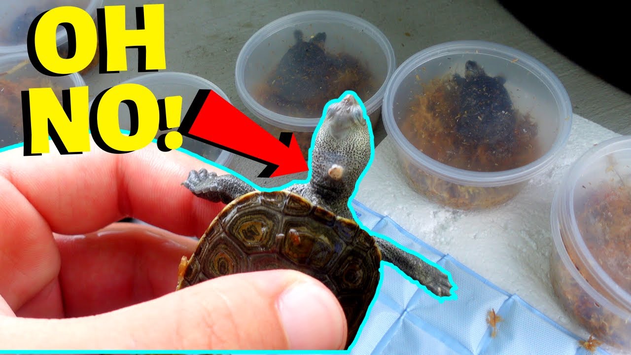 *Unboxing* 15 RESCUED TURTLES!!! - YouTube