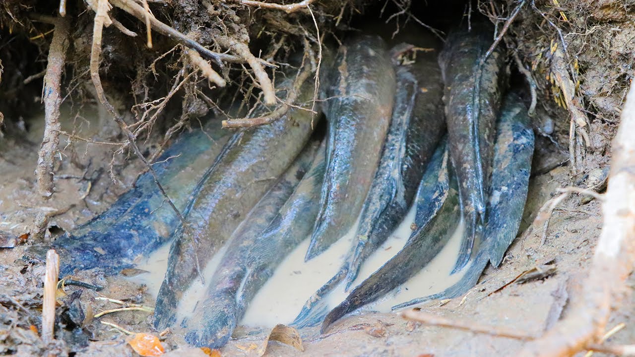 Dry Season 2024 Fishing | Digging a hole to find and harvest fishing in ...