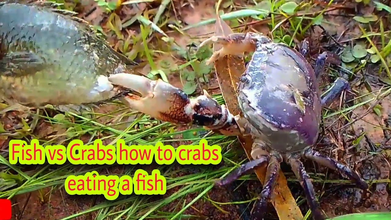 Crab vs Fish I how to crabs eating a fish Crab Clamps - YouTube
