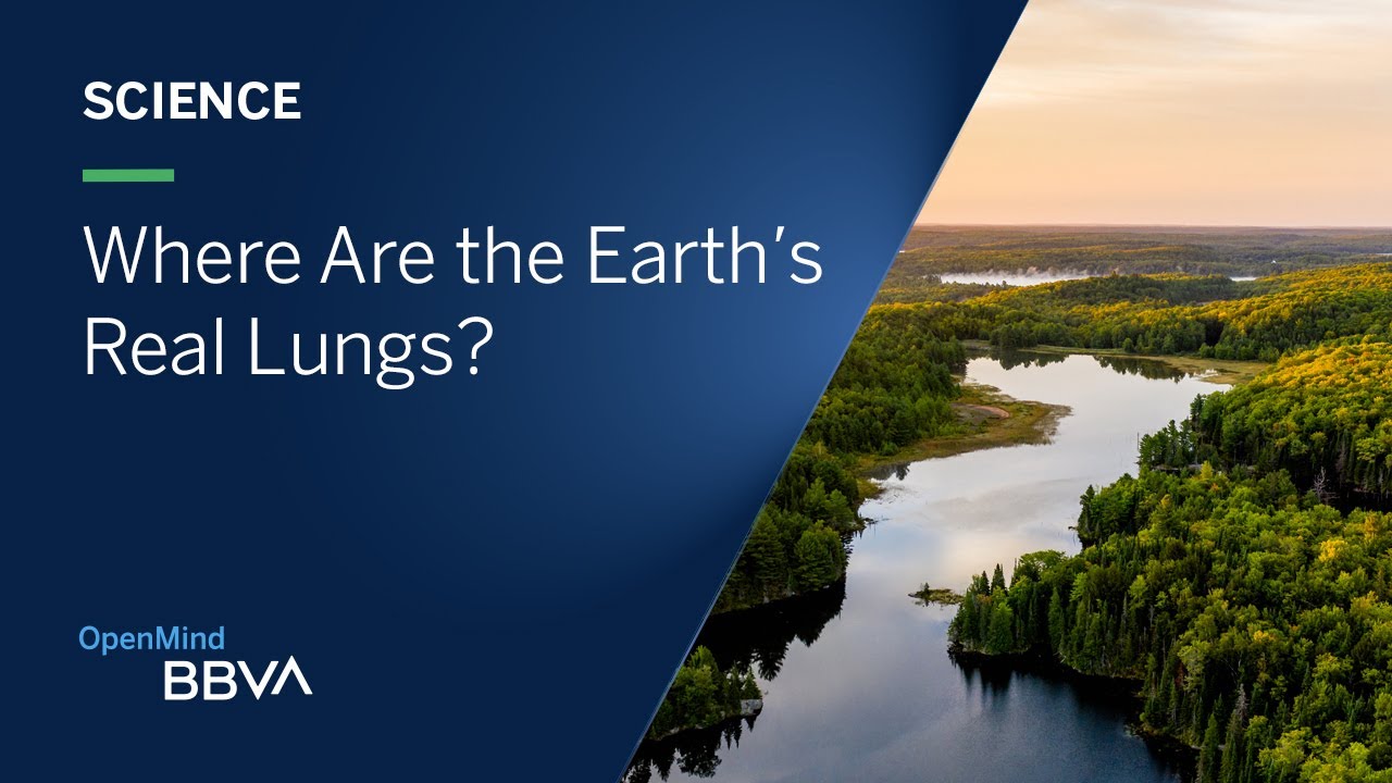 Where Are the Earth’s Real Lungs? | Science pills - YouTube
