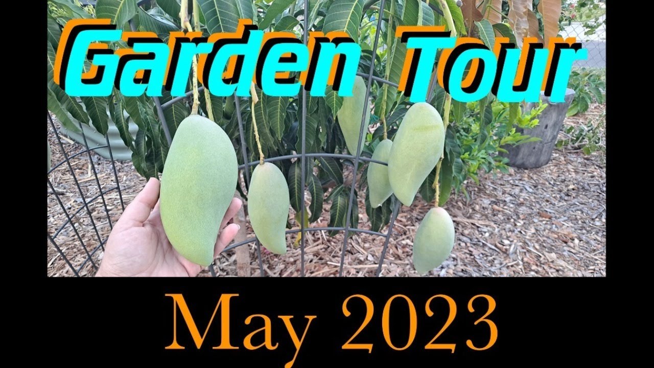 May Suburban Food Forest Tour | Tampa Bay | Zone 9B - YouTube