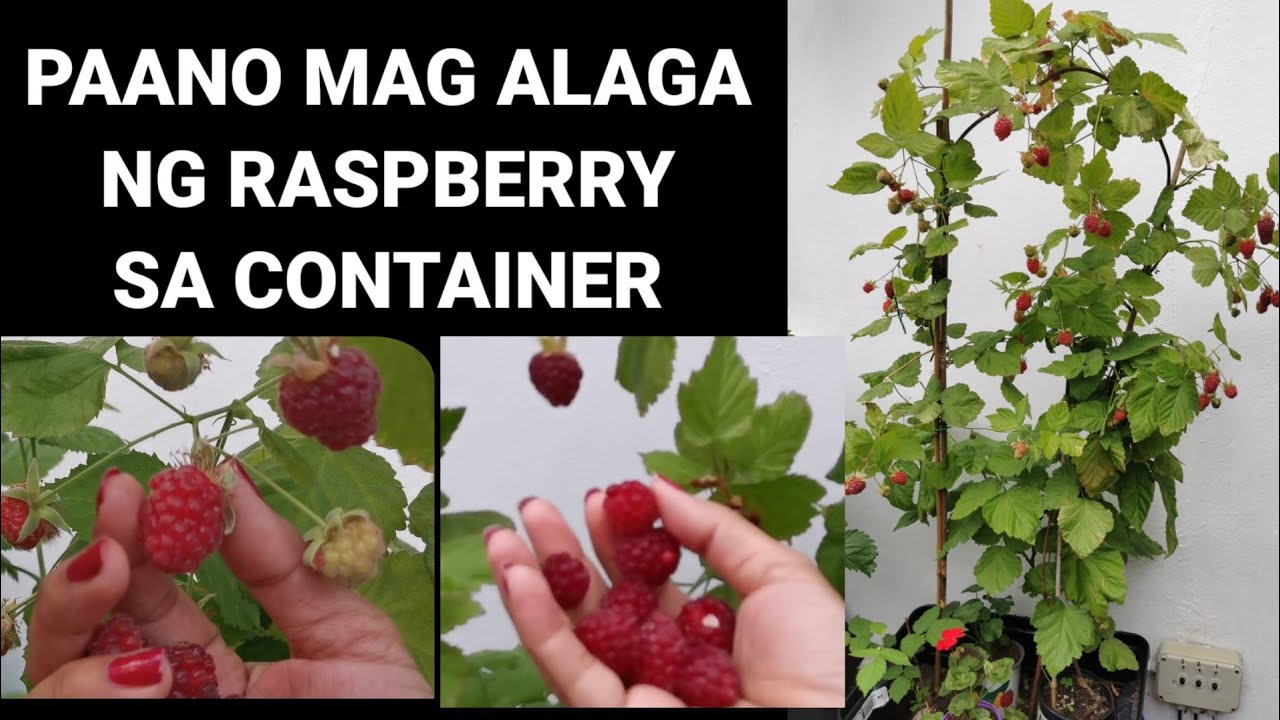 PAANO MAG ALAGA NG RASPBERRY SA CONTAINER - YouTube