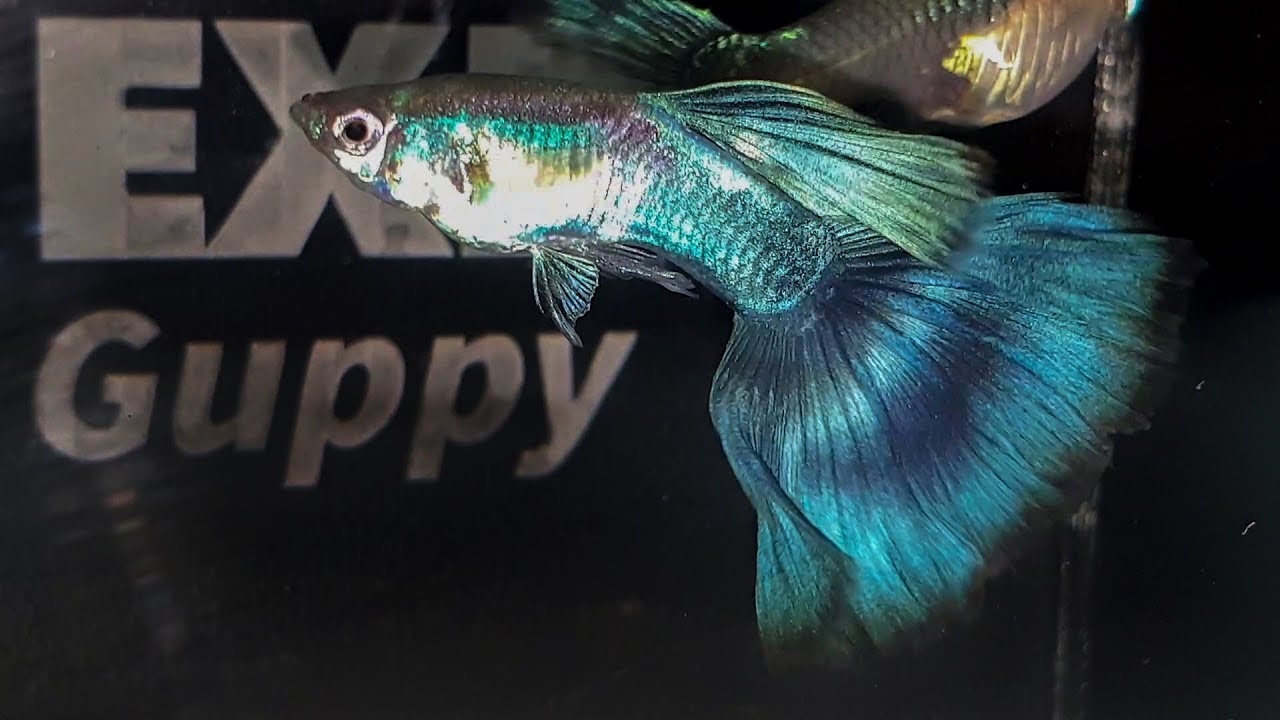 [#05 Cẩm nang guppy] - Blue Diamond dòng cá bỏ đi - YouTube