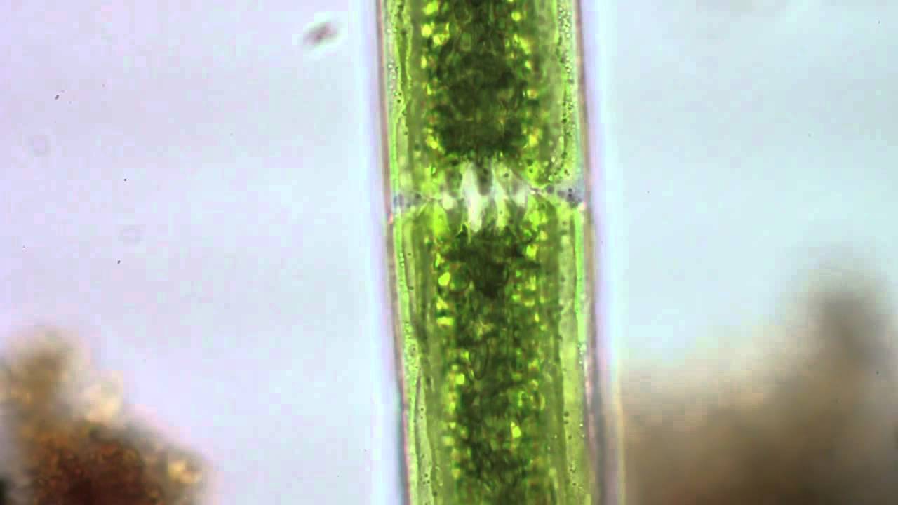 Closterium moniliferum - A Desmid Algae - YouTube