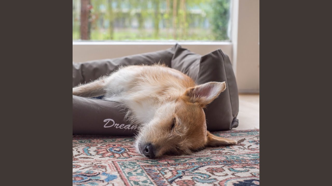 Dog Dreamscape in Rain - YouTube