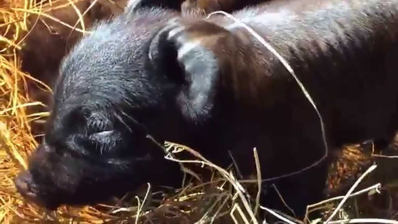 American Guinea Hogs (AGH): Mornings with Piglets are the best! - YouTube