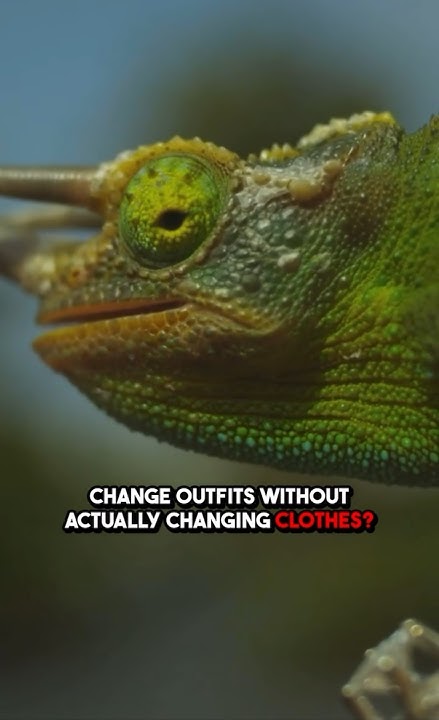 The Science Behind Chameleons' Color Changing Superpower #short #shorts #shortvideo - YouTube