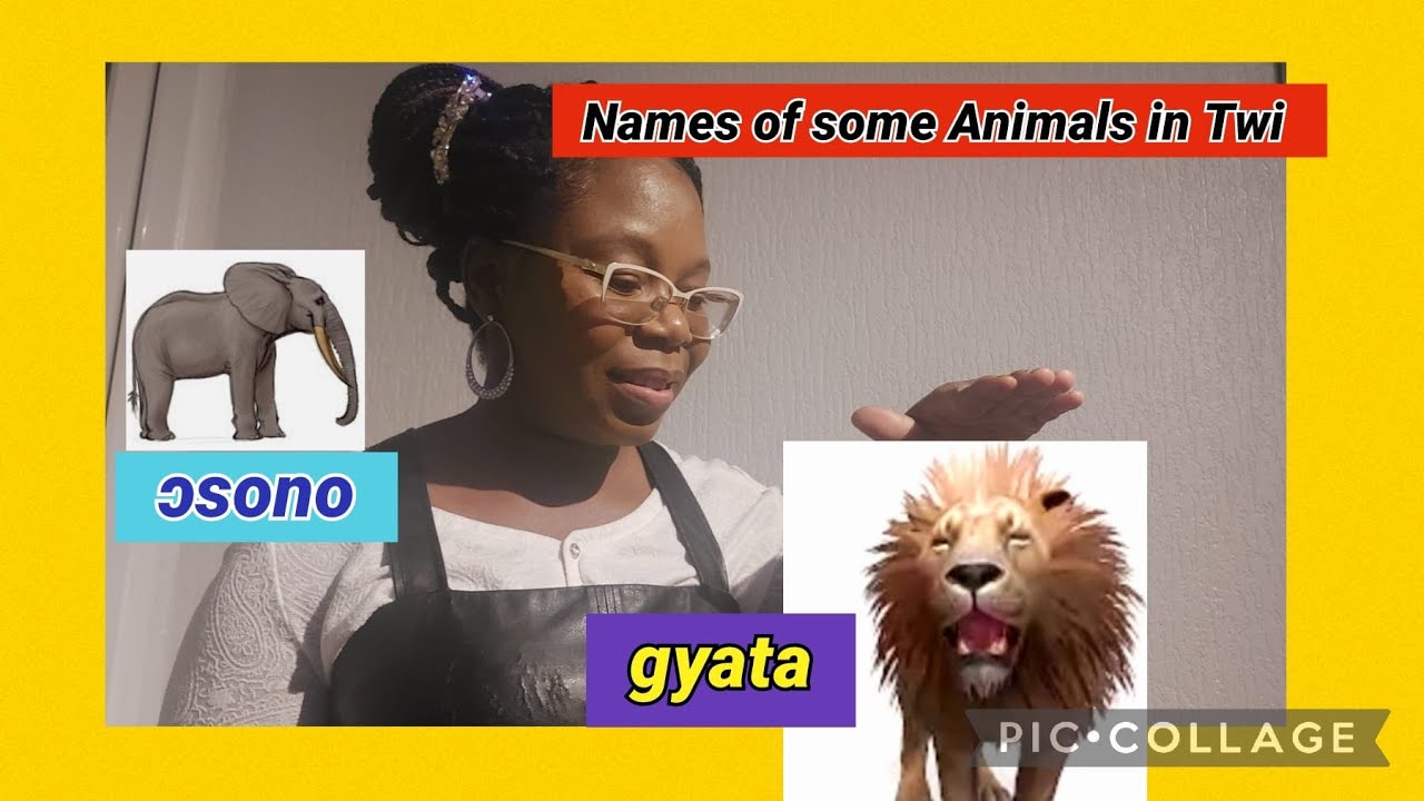 Lesson 14: Some Animals Names in Twi - YouTube