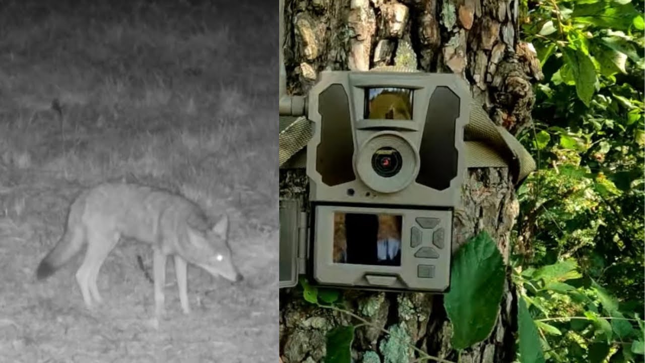 Watch How Coyotes React to Baited T-bone #coyote #trapping - YouTube