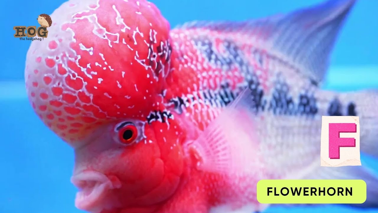 ABC Fish Song | Fresh Water Animals Song | Learn #English, #alphabets ...