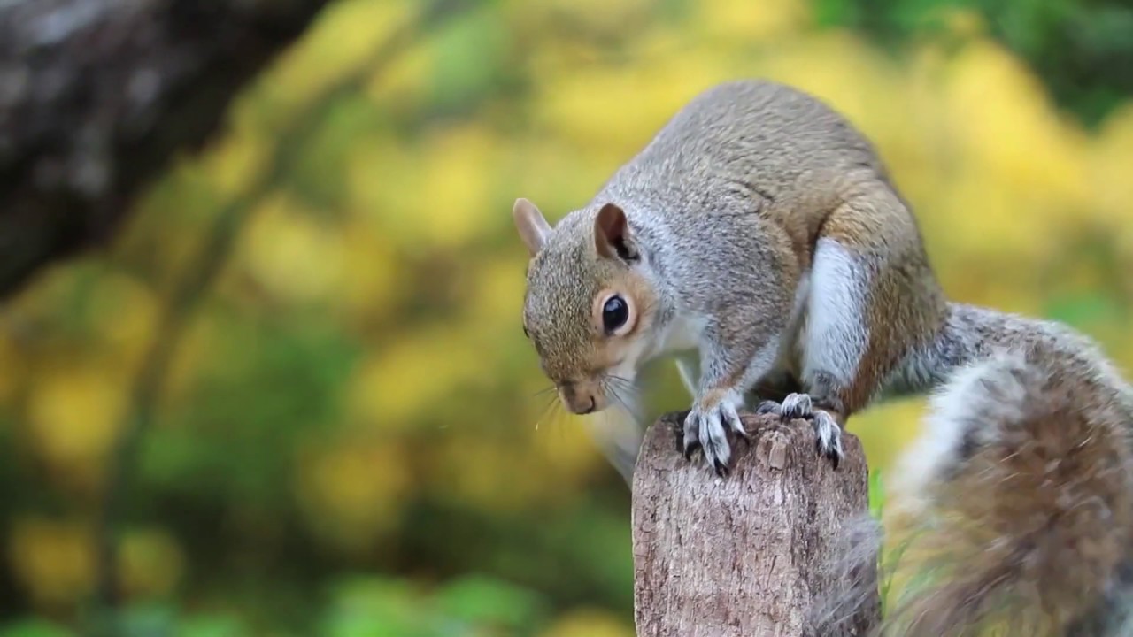 squirrel playing in the forest tree |squirrel video with music |nature ...