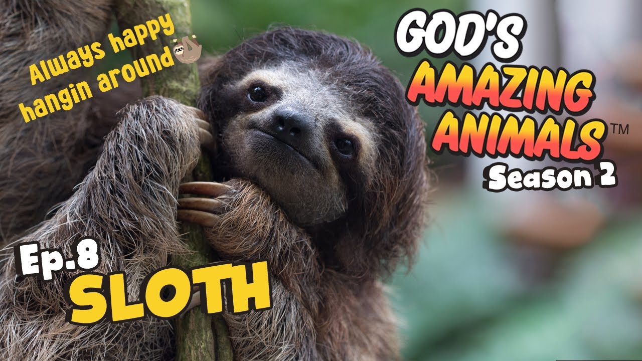 Fun Facts for Kids about Sloths | God's Amazing Animals (S2 Ep8) - YouTube
