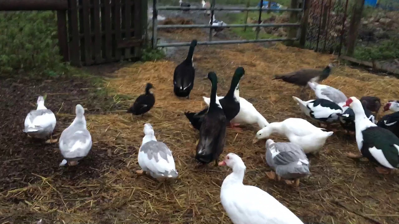 Sunday morning rush hour - YouTube