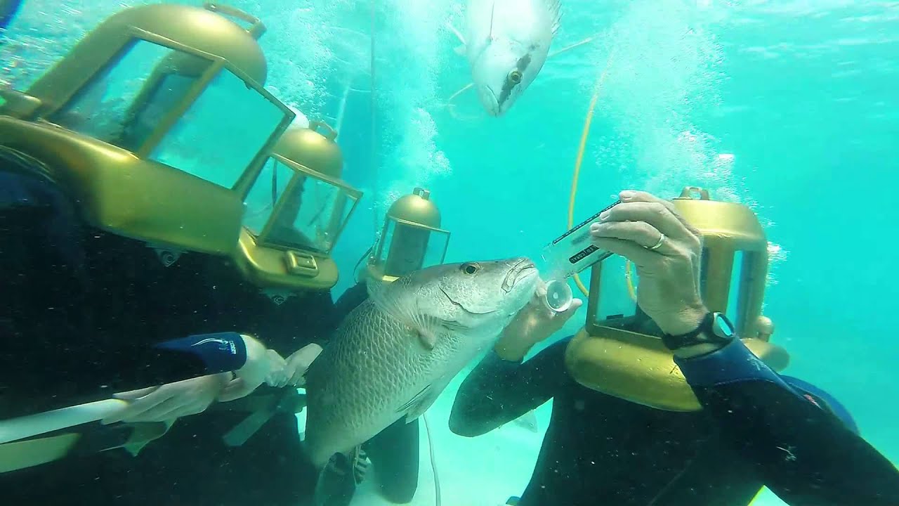 Hartleys Helmet Dive Bermuda 5-14-14 Part 4 - YouTube
