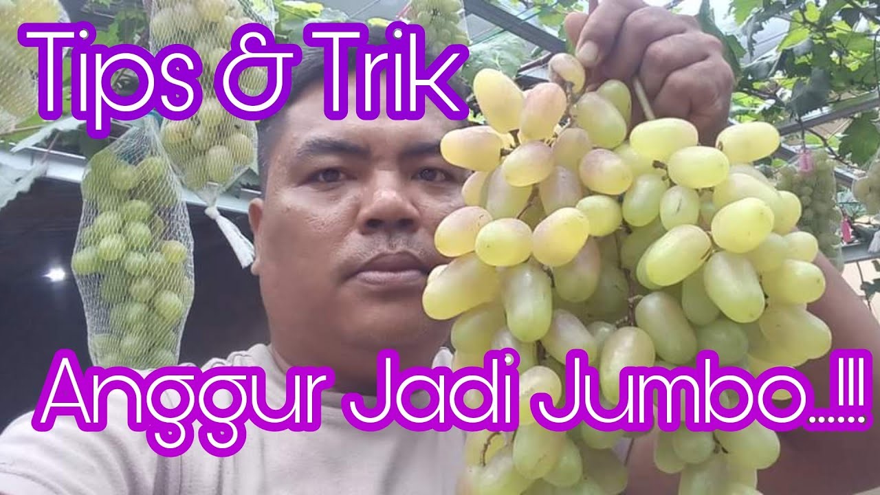 Penjarangan Buah Anggur Imfort Jenis Trans Youtube