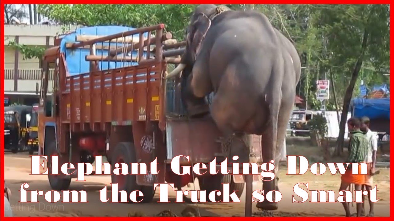 Can you believe an Elephant Getting Down from the Truck so Smart ...