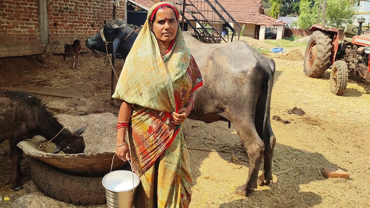 buffalo milking by hand | buffalo milking by hand woman | buffalo ...