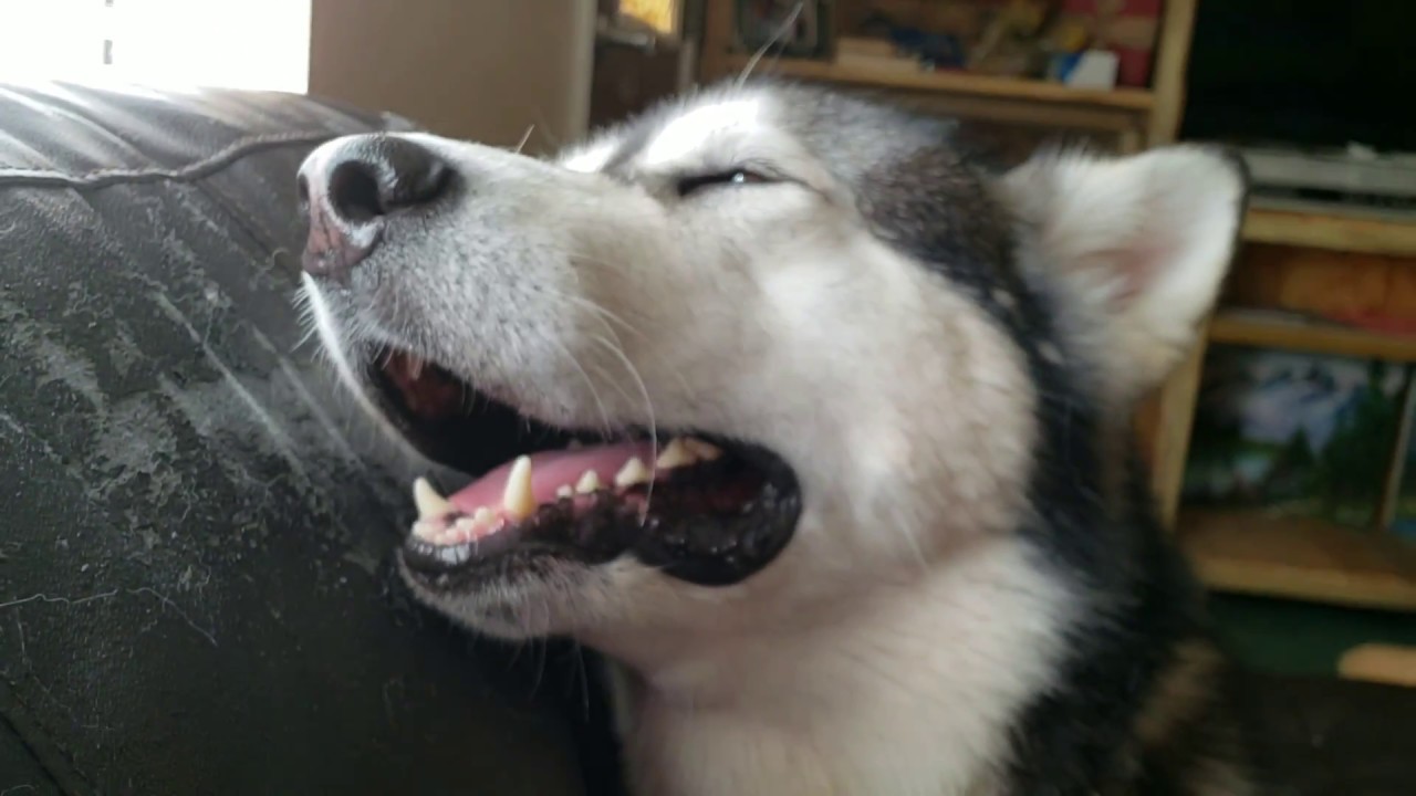 Malamute & Husky Howling & Morning Cuddles - YouTube