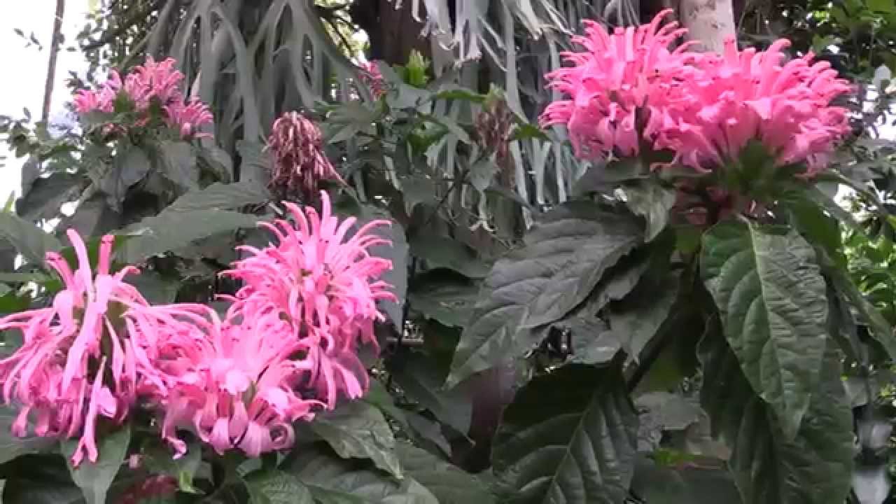 A Walking Tour of the Big House - YouTube