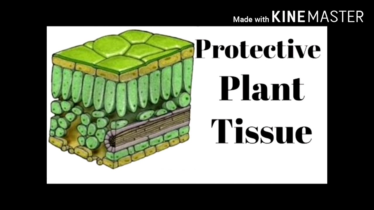 Grade 9 Chapter- Tissues ( part- 4) - YouTube