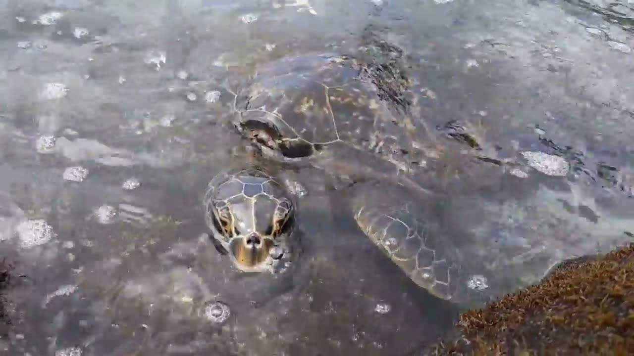 Friendly Sea Turtle in Kona, Hawaii - YouTube