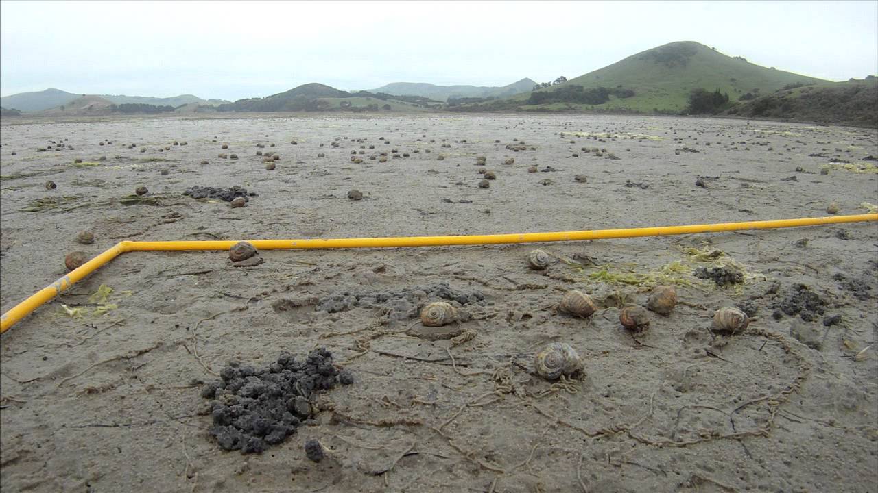 March of the Mudflats - YouTube