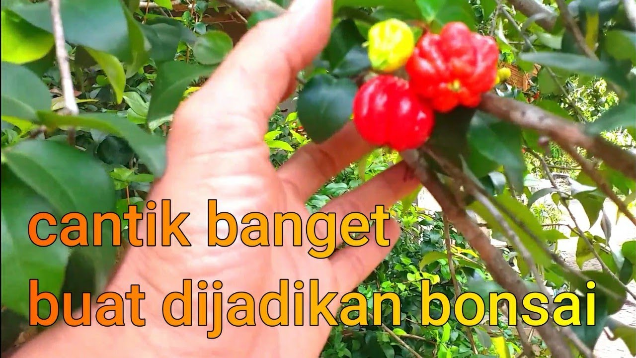 Mengenal Pohon Dewandaru atau Pohon Cermai Belanda atau Pohon Sianto ...