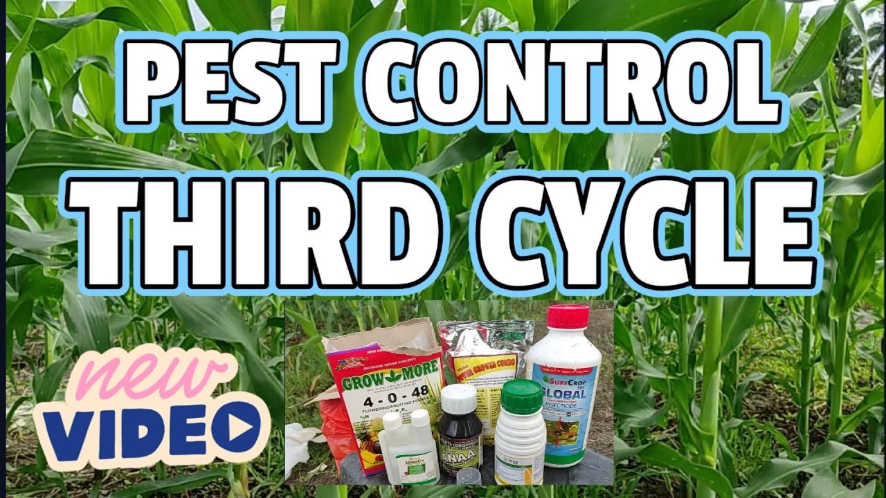 ALIKA ANAA POWER GROWER COMBO GROWMORE | PEST CONTROL #corn #mais # ...