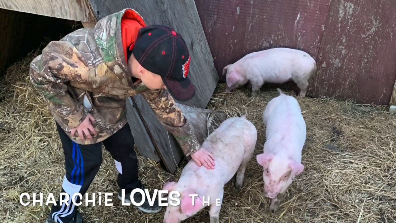 Pig Pen Building Homesteading - YouTube