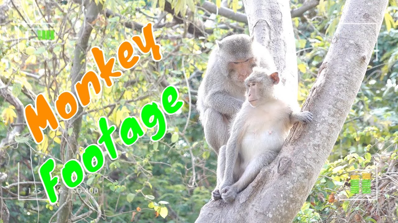 Documentary Scenes About Monkeys Living in Viba Mountain Vung Tau City ...