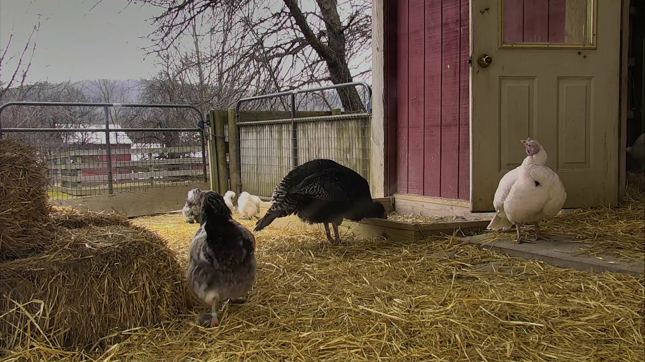 Turkey Barn 03-19-2019 15:18:36 - 16:18:37 - YouTube