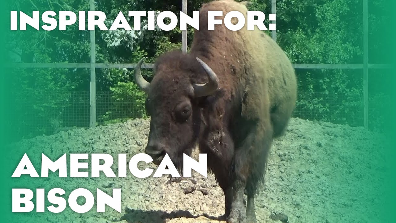 11 Real Bison Habitats! (Planet Zoo Inspiration) - YouTube