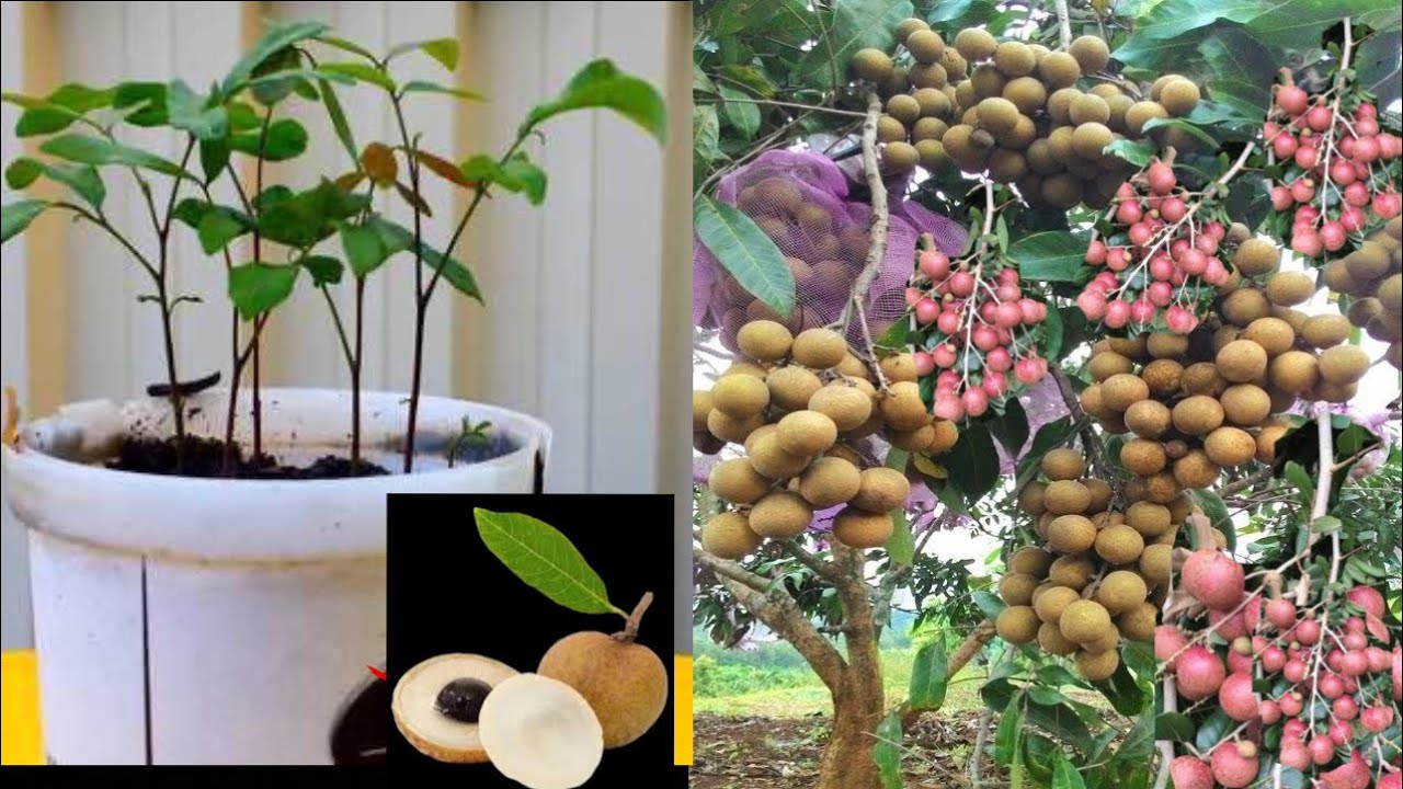 How to grow longan fruit by using Boostrong Energy During, get ...