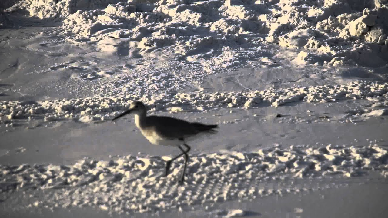 little bird running - YouTube