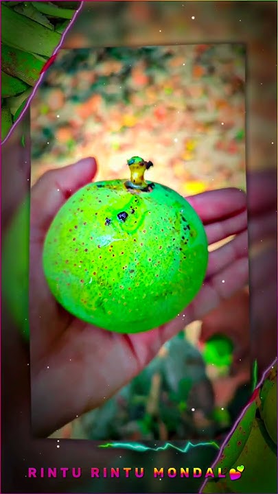 RASUI MANGO GARDEN 🥭 /(4K) RINTU RINTU MONDAL - YouTube