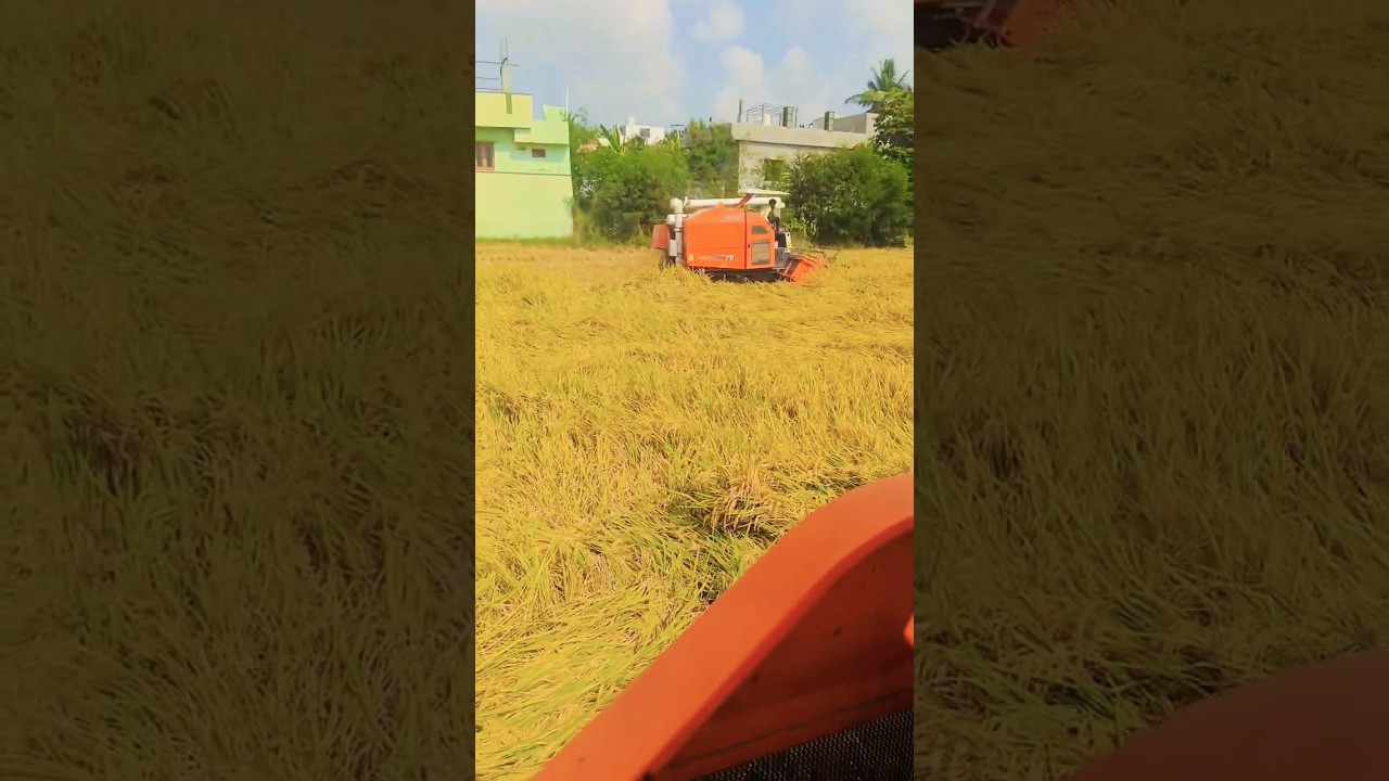 Dasmesh 731 harvester amazing performance in sleepy fields 🌾⚙️🔥book now ...