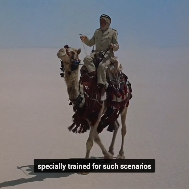 How a Camel Saved Peter O’Toole’s Life During the Filming of Lawrence ...