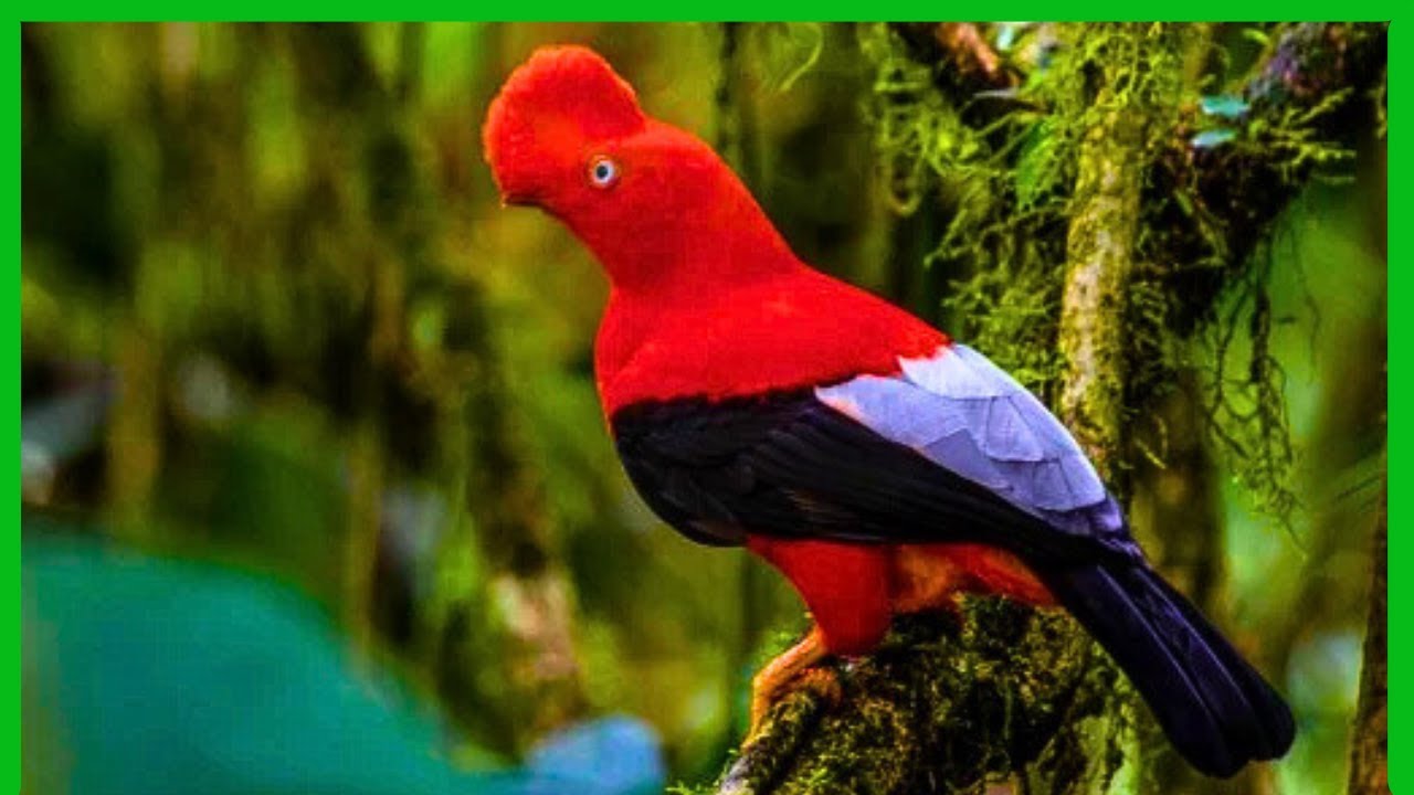 AVE GALO-DA-SERRA - O GALO MAIS EXÓTICO E RARO DA AMAZÔNIA - YouTube