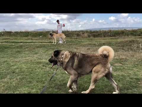 5 km kangal yürüşü