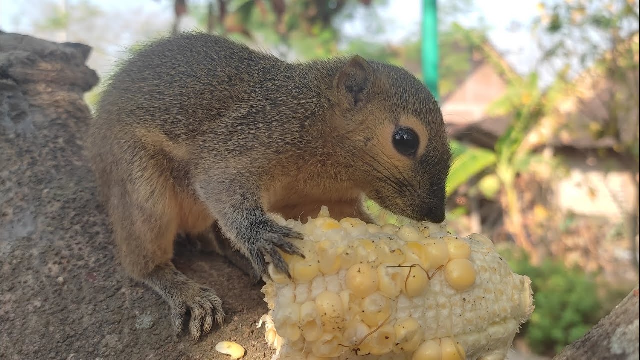 tupai 🐿 sarapan pagi (02) 03/10/23 #squirrel #animals #tupai #viral # ...