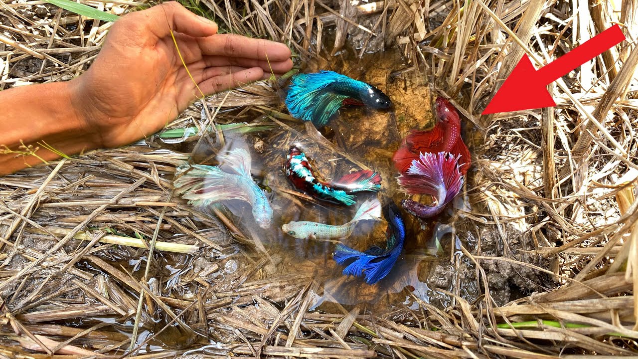 Unexpected Wonderful Day Catch And Found Lovely Betta Fish From Harvest ...