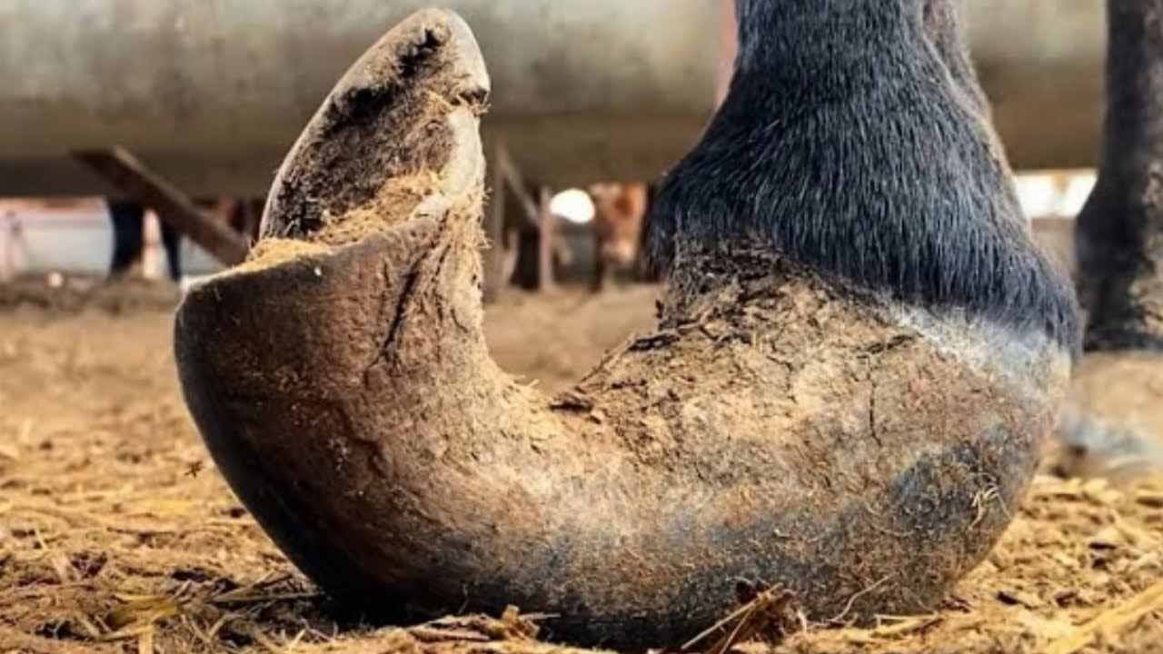 The Inside Of The Donkey's Hoof Is Spoiled And When You Cut It Open It ...