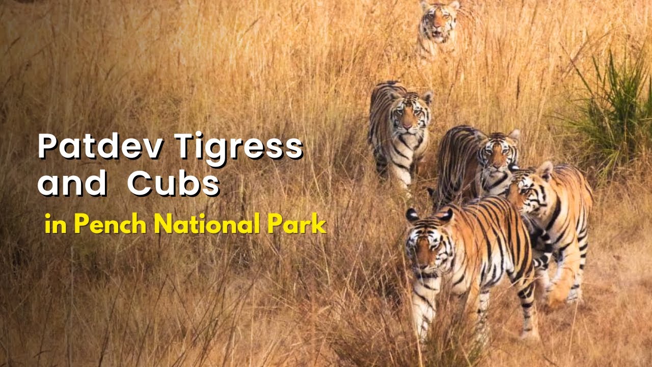 Witness the Majestic Patdev Tigress and Her Cubs in Pench National Park ...
