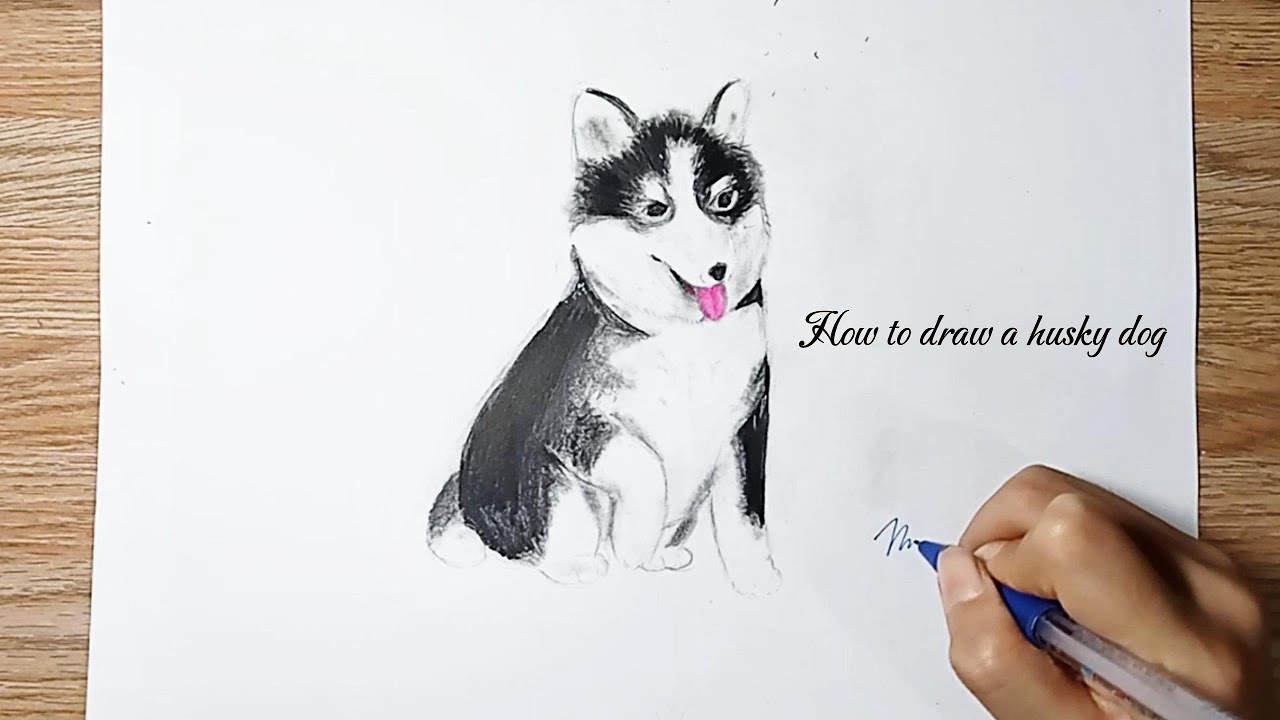 How to draw a husky dog Siberian husky drawing easy #husky #huskylovers ...