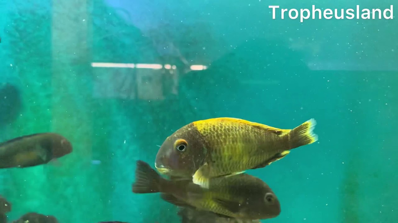 Tropheus Golden Kalambo - advanced mutation - YouTube