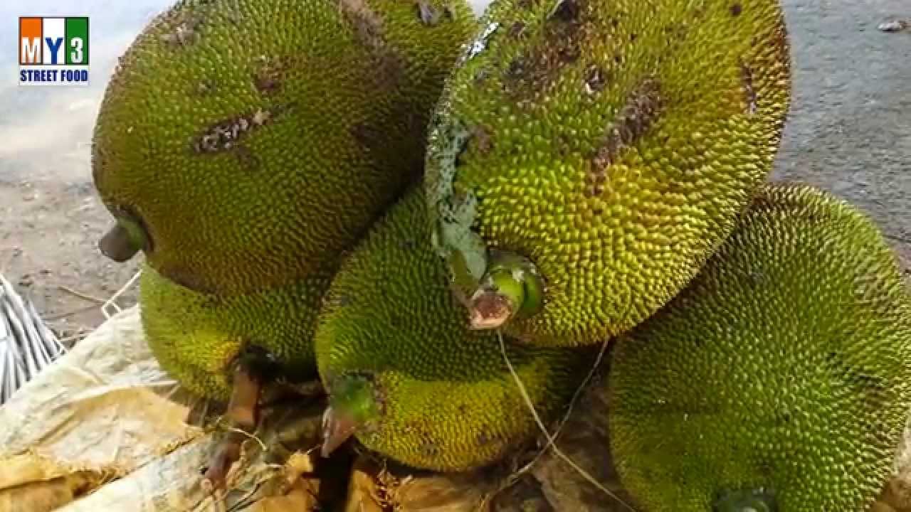 JACK FRUIT | Jaca-Dura | PANASA PANDU | Nangka | Varikka | Koozha ...