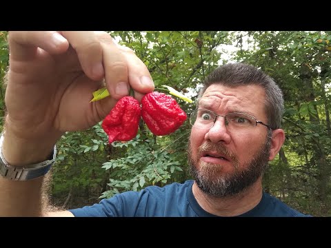 Idiot eats a \
