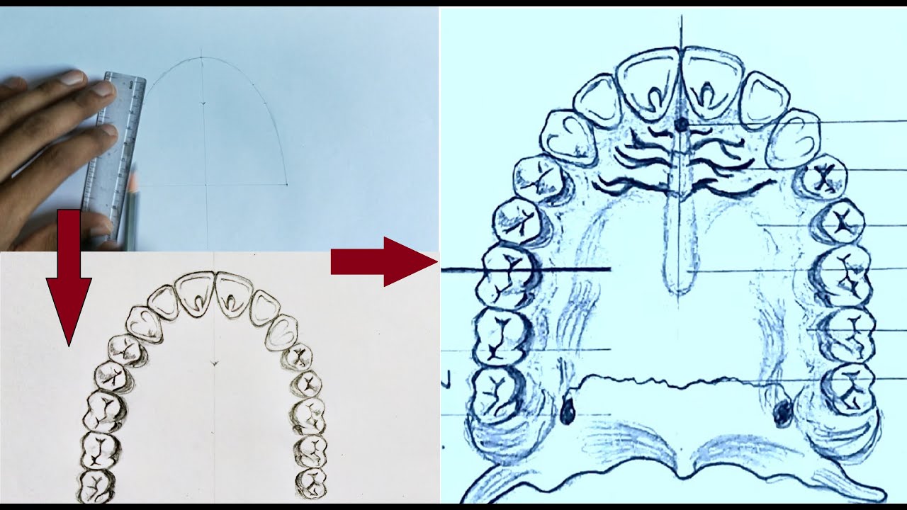 How To Draw Maxillary Arch Anatomy | Dental Palate |DENTAL ANATOMY || M ...